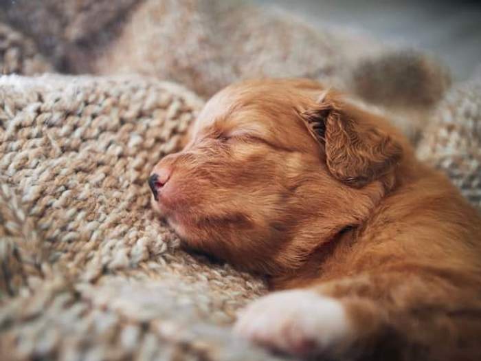 Comfy, Cozy Words Quiz | Merriam-Webster