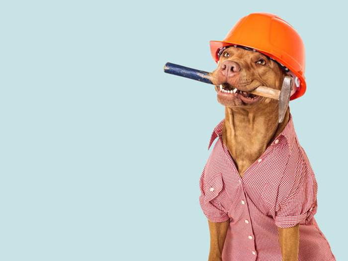 Odd Jobs Quiz