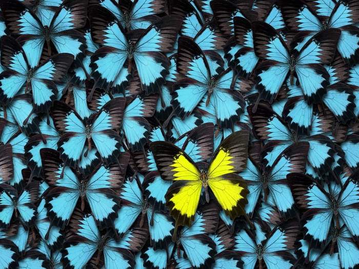 Spot The Difference | Merriam-Webster Games & Quizzes