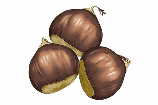 Blossom, a daily word game | Merriam-Webster