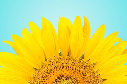 SUMMERED Definition & Meaning - Merriam-Webster