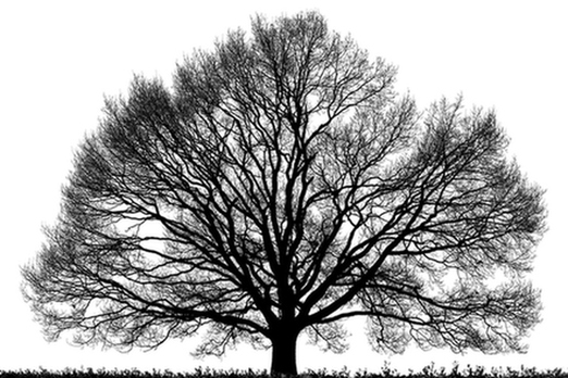 ETYMON Definition & Meaning - Merriam-Webster