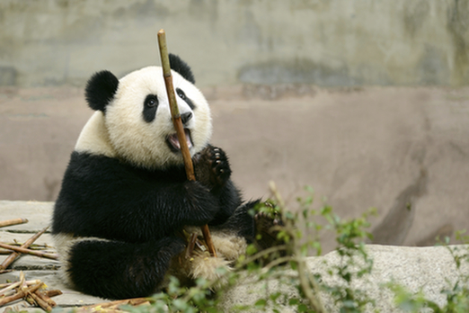 GOATISH Definition & Meaning - Merriam-Webster