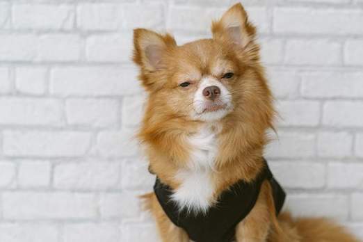 PERSPICACIOUS Definition & Meaning - Merriam-Webster