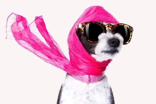 TUXEDO Definition & Meaning - Merriam-Webster