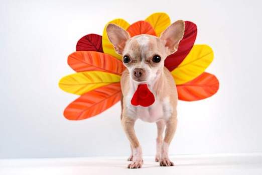 REPROACH Synonyms: 193 Similar and Opposite Words | Merriam-Webster ...