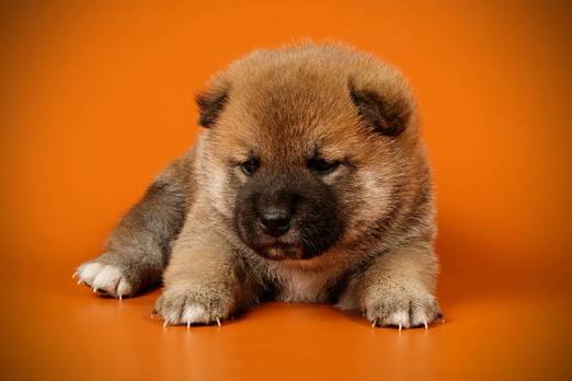 DOG-EARED Definition & Meaning - Merriam-Webster