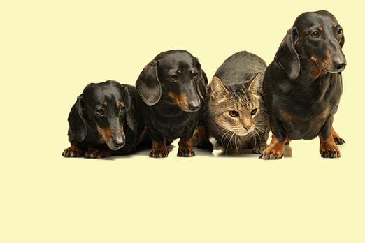 Devolve Definition & Meaning - Merriam-Webster